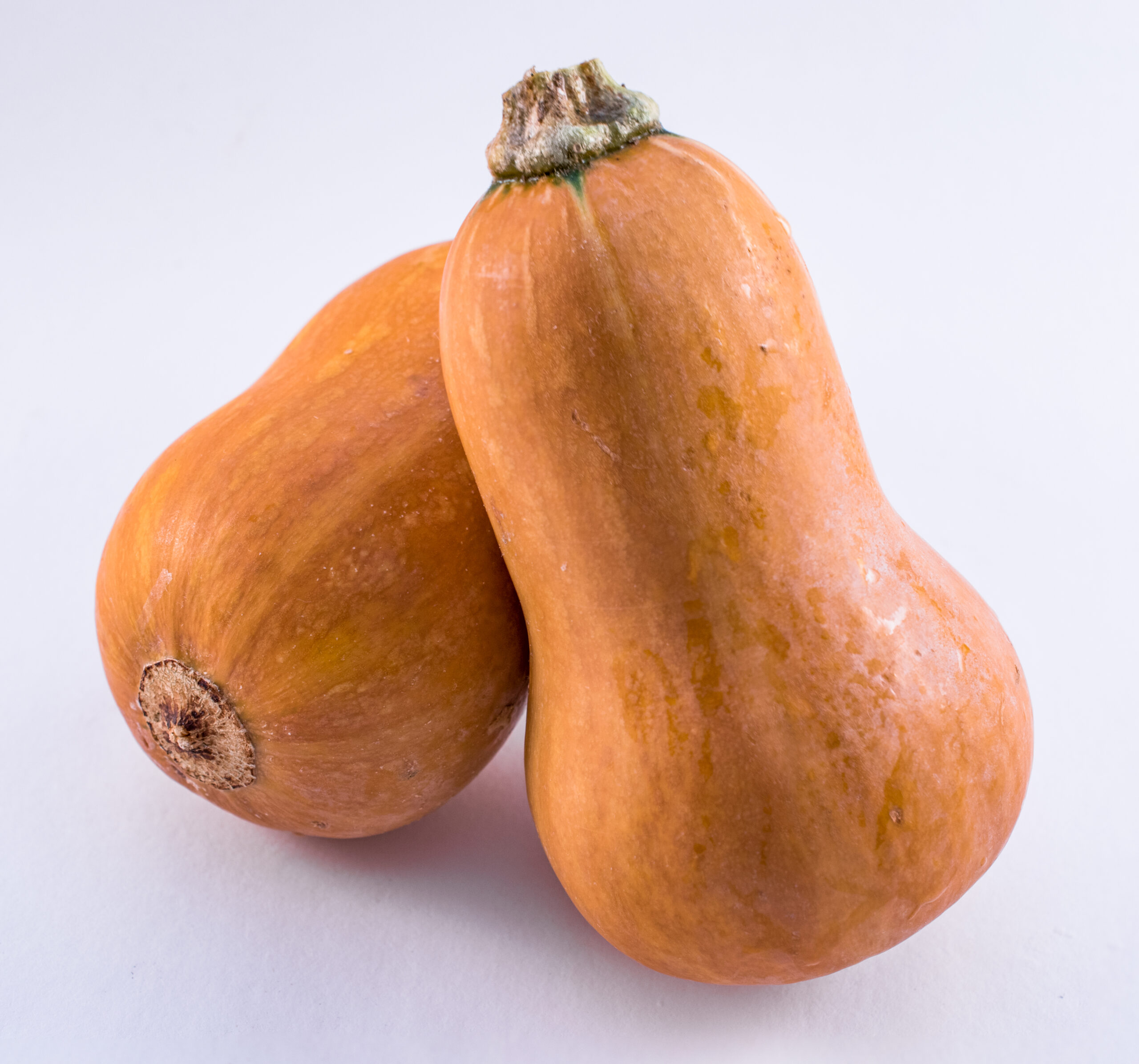 Squash - Urban Jungle